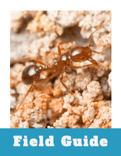 Red Imported Fire Ant Field Guide | Plant Heroes