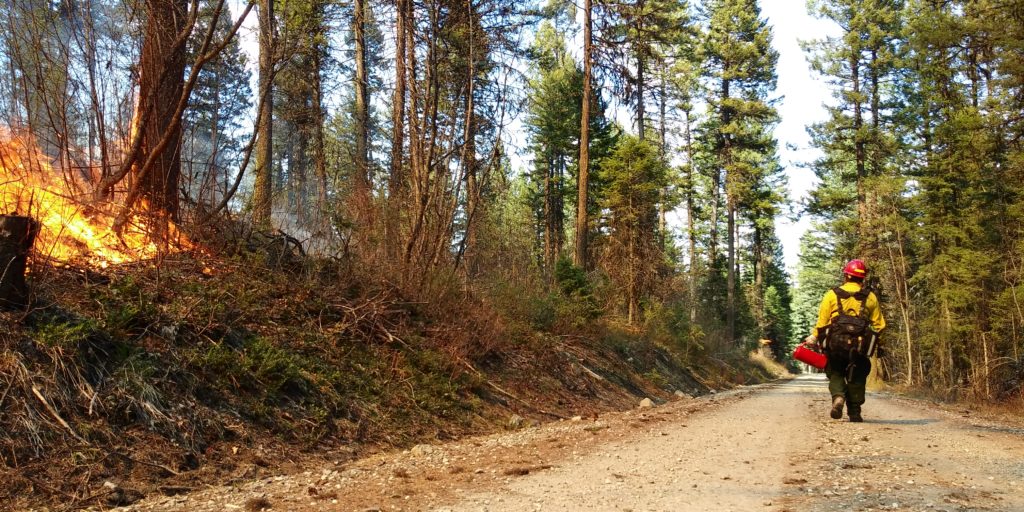 Discover the Importance of Wildfire | Plant Heroes